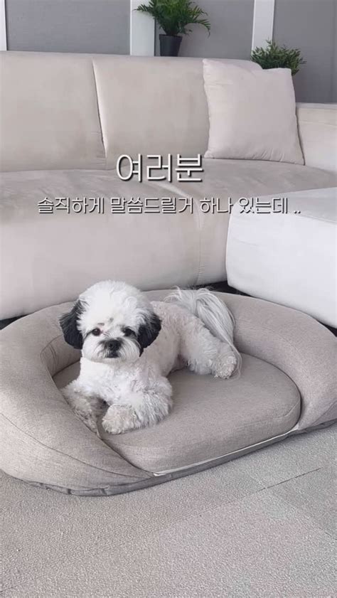 포차코 유치원생의 흔한 등원길 쾌남st 🔥 오늘 아침에 유치원 등원 같이 했는데 유치원 입구 보자마자 나 내던지고 저렇게 직접 담넘어 들어감