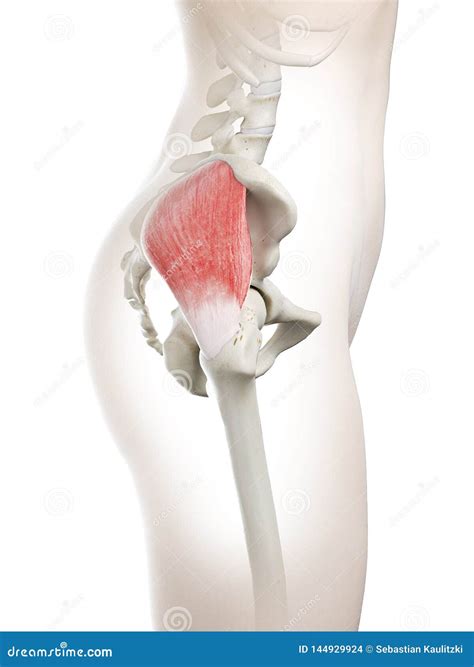 A Womans Gluteus Medius Stock Illustration Illustration Of Isolated