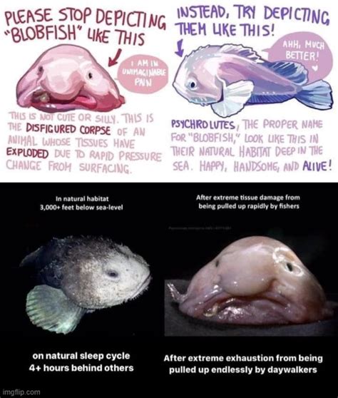 Blobfish Meme Generator