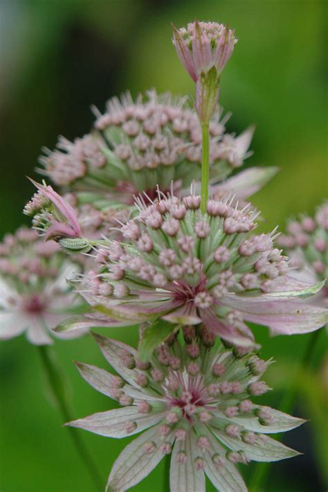 Astrantia Florence Knoll Gardens Ornamental Grasses And Flowering