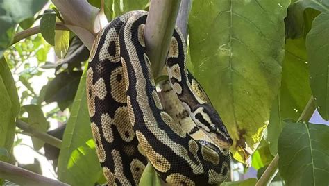 Le Python Cookie Retrouvé Par Sa Propriétaire Une Semaine Après Sa Disparition Dans Le Sud De