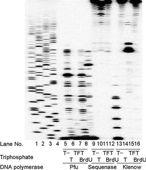 Incorporation Tft Into Dna By Several Dna Polymerases Actions Of Tft Download Scientific