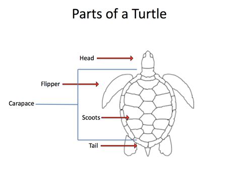 Turtle Dissection Diagram