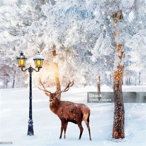 눈 덮인 나무와 등불의 배경에 멋진 크리스마스 숲에서 붉은 사슴 합성 이미지 연하 카드 정사각형 이미지입니다 0명에 대한 스톡 사진 및 기타 이미지 Istock