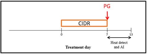 Estrous Synchronization In Heifers Land Grant Press