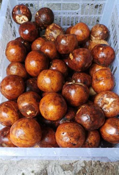 Biji Alpukat Paket 50 Biji Lazada Indonesia