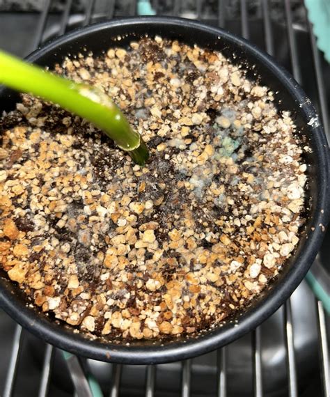 Mold Identification Rplantclinic