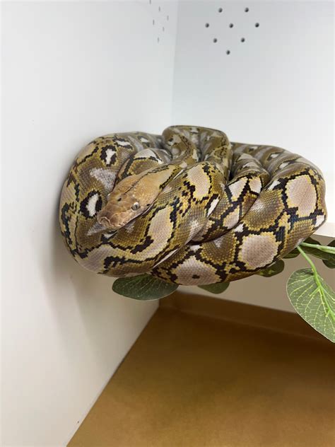 Anery Super Dwarf Reticulated Python By Jade Serpents Morphmarket