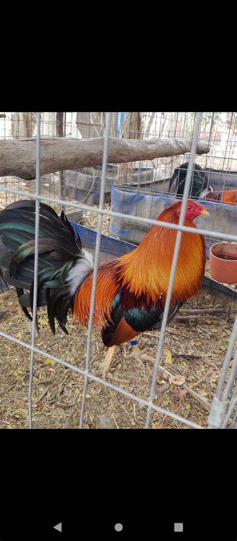 Johnnie Jumper Fowl Updated Their Johnnie Jumper Fowl
