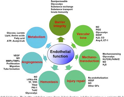 Frontiers Endothelial Cell Dysfunction In Cardiac Disease Driver Or Consequence