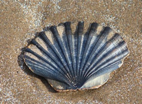 해변의 모래 위에 있는 조개껍데기 사진 Unsplash의 무료 란베드르 이미지