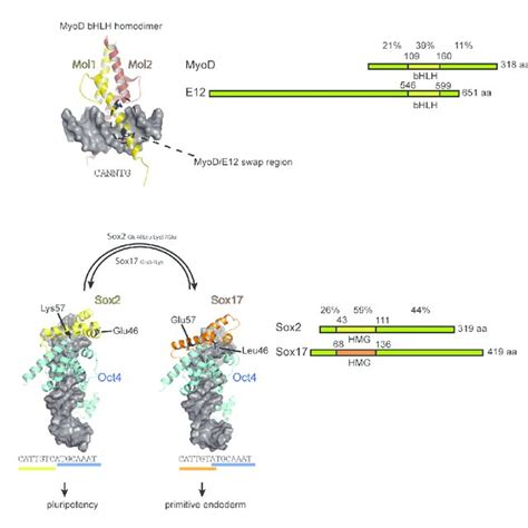 Engineered Reprogramming Factors Download Table