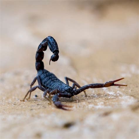 Emperor Scorpion Stinger