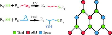 5 Left A Schematic Figure Explaining How Oste Polymerized Right The Download Scientific