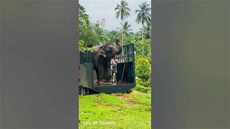 සබරගමු මහ සමන් දේවාල පෙරහර සදහා සහබාගි වූ කුඩා හස්තිරාජිනිය 🐘 චාරිකා ඇතින්න Srilanka Elephant