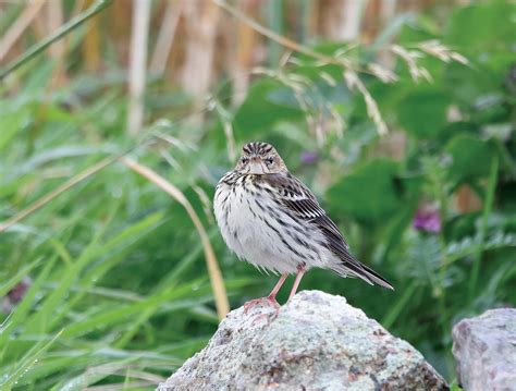 Pennys Hot Birding And Life Mega Pechora Pipit At Quendale Mill