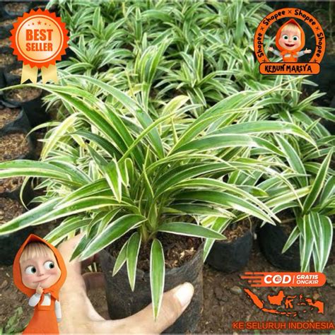 Jual Beli 10 Gratis 1 Tanaman Hias Lili Paris Lily Paris Shopee