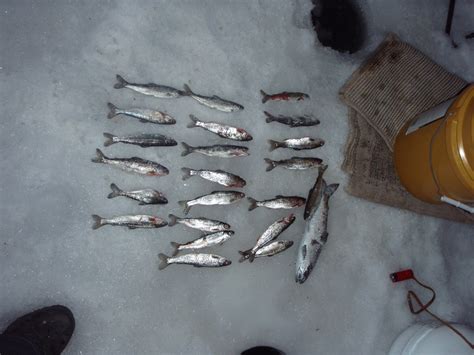 Trout Unlimited Issues Statement On Genetically Engineered Salmon