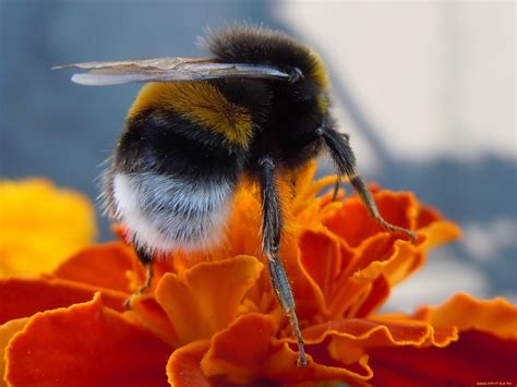 Bumblebee Insect Wallpapers Wallpaper Cave
