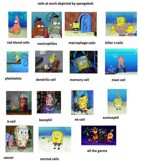 Cells At Work Depicted By Spongebob Cellsatwork