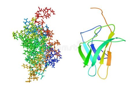 Fold Of The Core Binding Factor Alpha Crystal Structure And Molecular