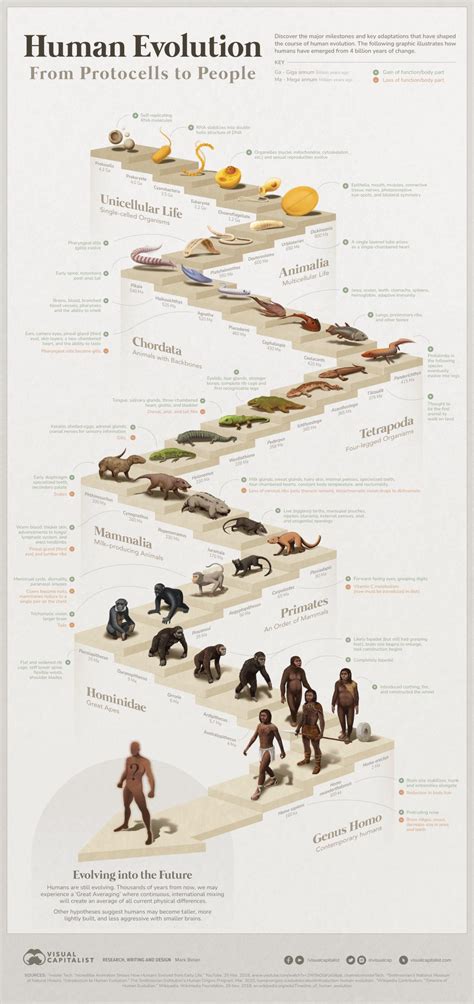 Evolution Of Man From Protocells To Human Beings Daily Infographic