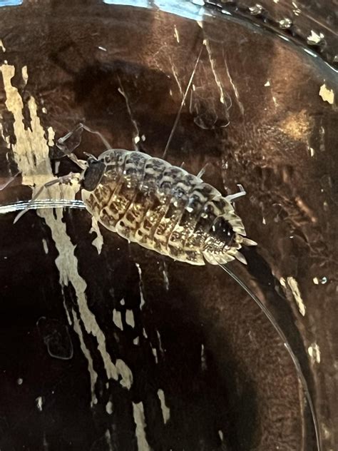 Whats This Midwest Bug R Whatsthisbug