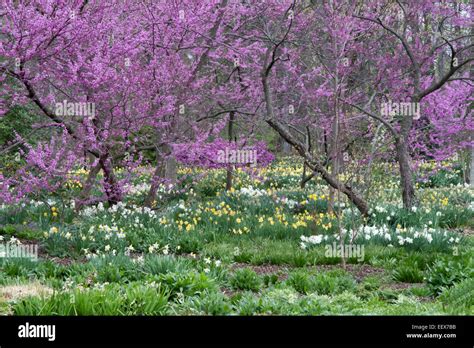 Redbud Trees With Spring Flowers Stock Photo Alamy