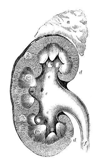 앤틱형 디스트리토 과학적이다 일러스트 고해상도 신장 섹션 19세기 스타일에 대한 스톡 벡터 아트 및 기타 이미지 19세기