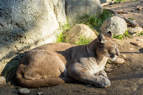 Mountain Lion A Mountain Lion Taking An Afternoon Catnap Neal Simpson Flickr
