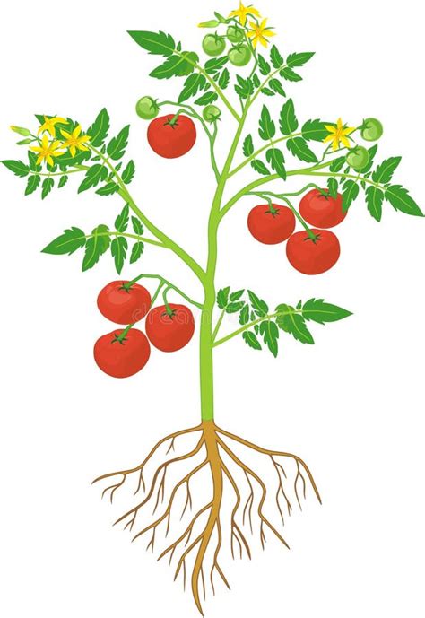 Tomato Root Stock Illustrations 1 566 Tomato Root Stock Illustrations Vectors And Clipart