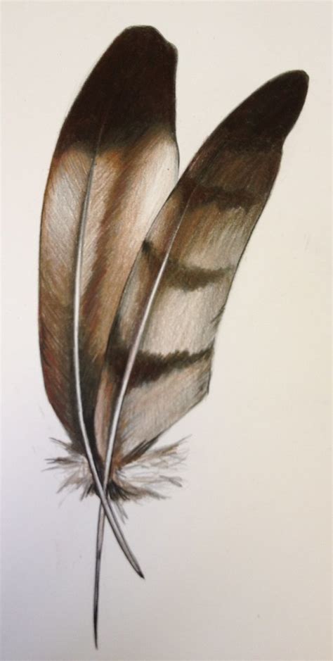 How To Draw A Eagle Feather Step By Step