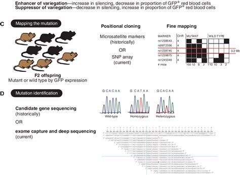 Figure 1 From The Use Of Mouse Models To Study Epigenetics Semantic