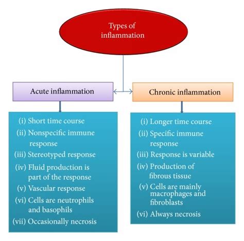 Classification Of Inflammation Categorized By Duration And Immune Download Scientific Diagram