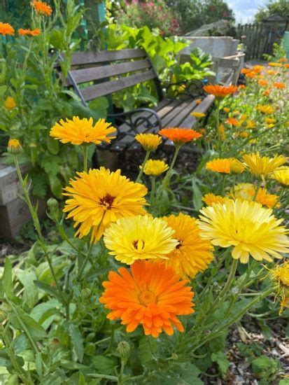 What Colors Do Marigolds Come In Discover The Boldest And Prettiest