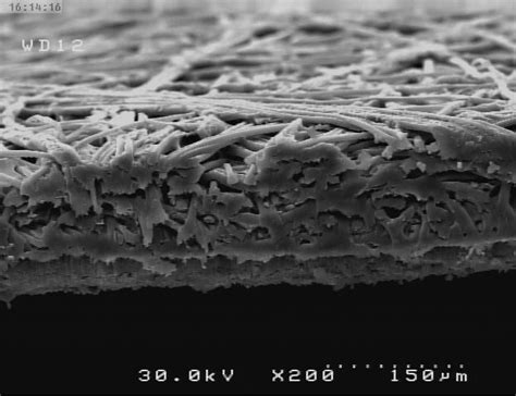 Cross Sectional Field Emission Scanning Electron Microscope Fe Sem Download Scientific