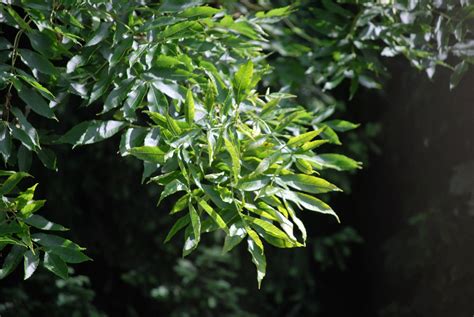 Dsc 0113 Dylan Exley B Flickr