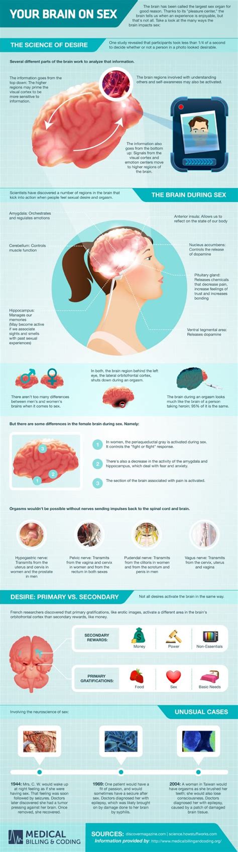Your Brain During Sex Infographic Sex Toys In The UK