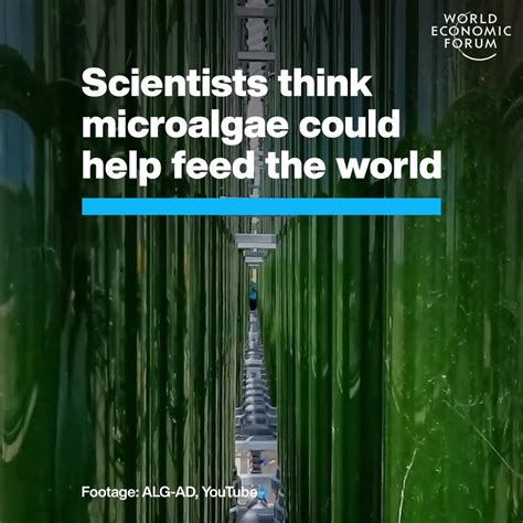 Is Microalgae The Future Of Sustainable Food World Economic Forum