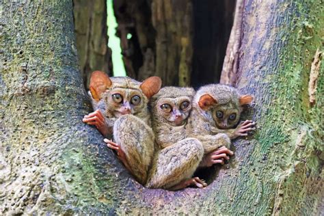 Spot Rare Wildlife In The Philippines Without The Long Wait