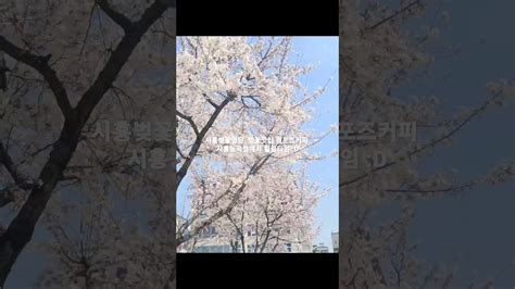 벚꽃맛집 벚꽃명당 벚꽃 이 만개한 컴포즈커피 시흥능곡점에서 힐링타임 D Youtube