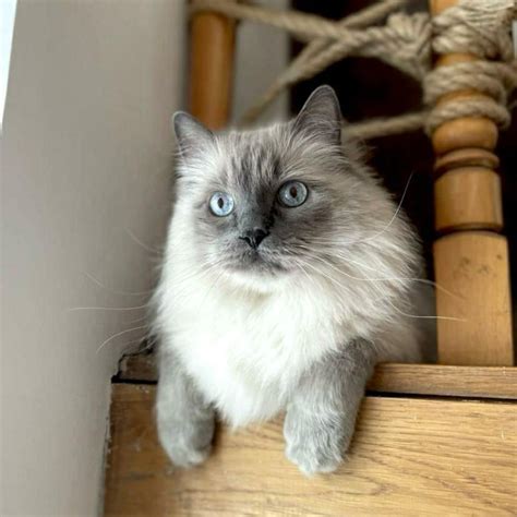 Рэгдолл в добрые руки купить в Москве бесплатно дата размещения 18 12 2024 Кошки