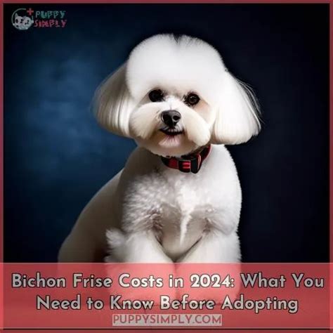 Bichon Frise Costs In 2024 What You Need To Know Before Adopting