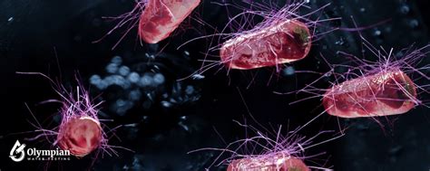 The Survival And Persistence Of Li In Natural Aquatic Environments