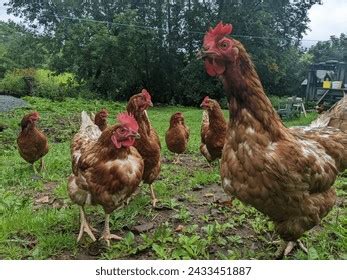 Flock Red Sex Link Chickens On Stock Photo 2433451887 Shutterstock