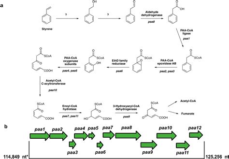 Figure 1 From Polystyrene Degradation By Exiguobacterium Sp Rit 594 Preliminary Evidence For A
