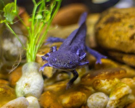 Axolotl Ausmalbilder Kostenlos Photos Download The Best Free Axolotl
