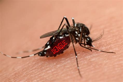 Sterile Insect Technique Archives