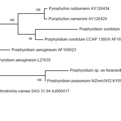 phylogenetic trees derived from the 18s rdna sequence of the isolated
