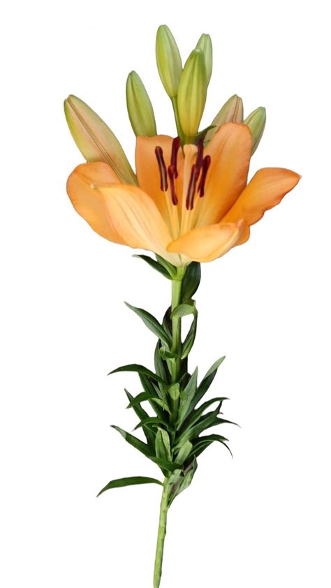 Lilium Stem Sunflower Florist Garden